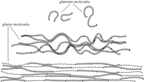 Gluten Plasticity and Elasticity from On Food and Cooking by Harold McGee