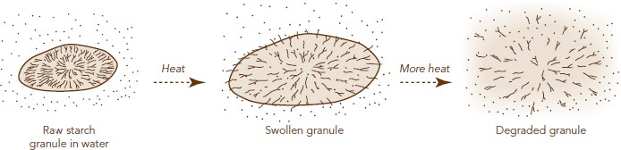 Process of Starch Gelatinization from How Baking Works by Paula Figoni