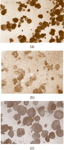 Process of Starch Gelatinization from How Baking Works by Paula Figoni