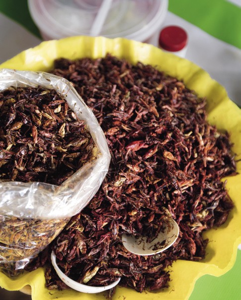 Salsa de Chapulines from Oaxaca: Home Cooking from the Heart of Mexico ...