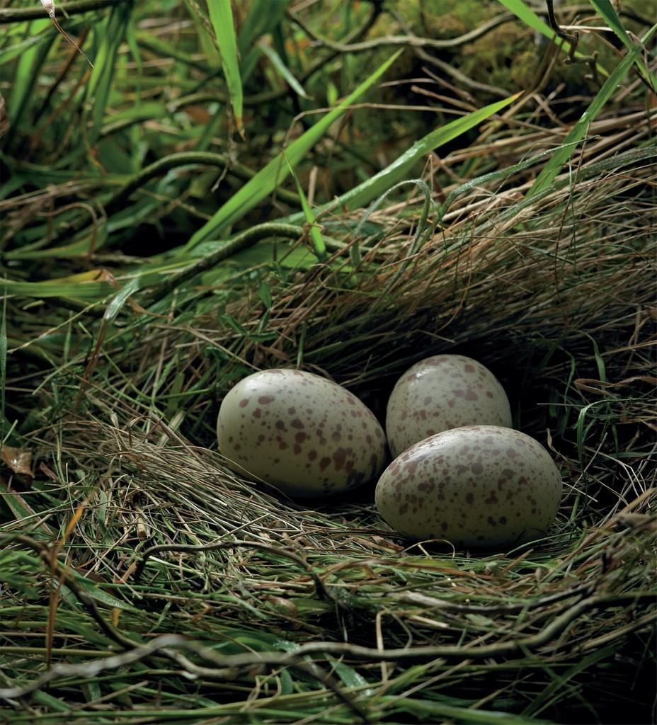Pukeko’s Egg from Origin by Ben Shewry