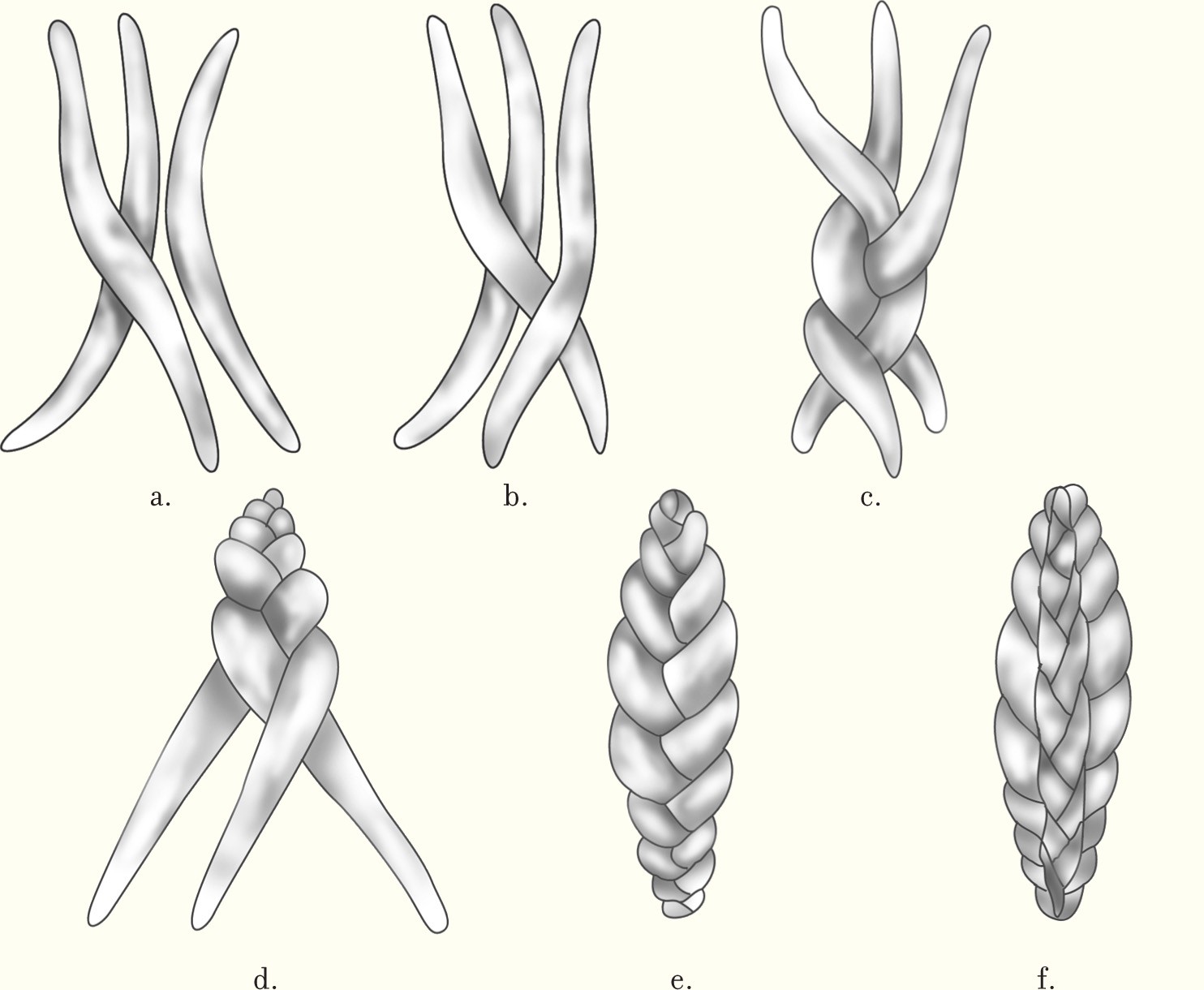 Three-Strand Braids from Professional Baking by Wayne Gisslen