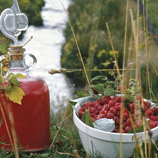 Wild Food by Roger Phillips