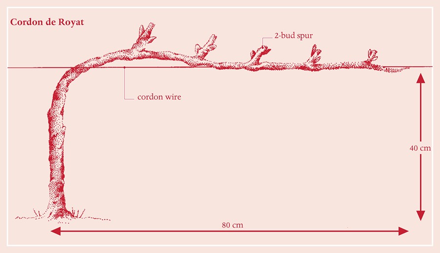 Cordon de Royat from Oxford Companion to Wine by Jancis Robinson
